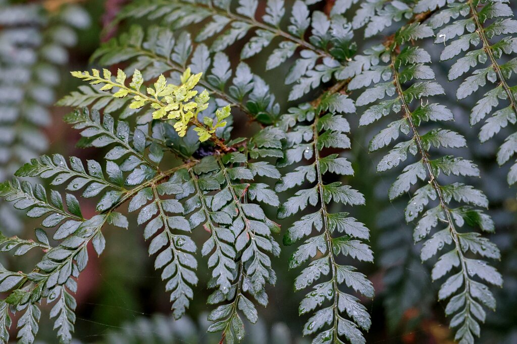 mother shield-fern from Toolangi VIC 3777, Australia on April 14, 2024 ...