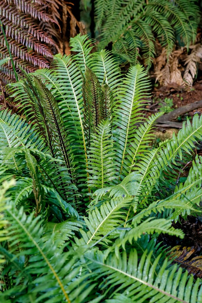 Fishbone water-fern from Toolangi VIC 3777, Australia on April 14, 2024 ...