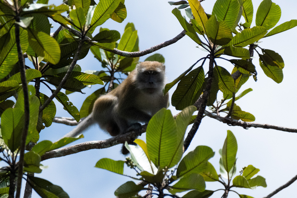 Long-tailed Macaque from Pelalawan Regency, Riau, Indonesia on April 18 ...