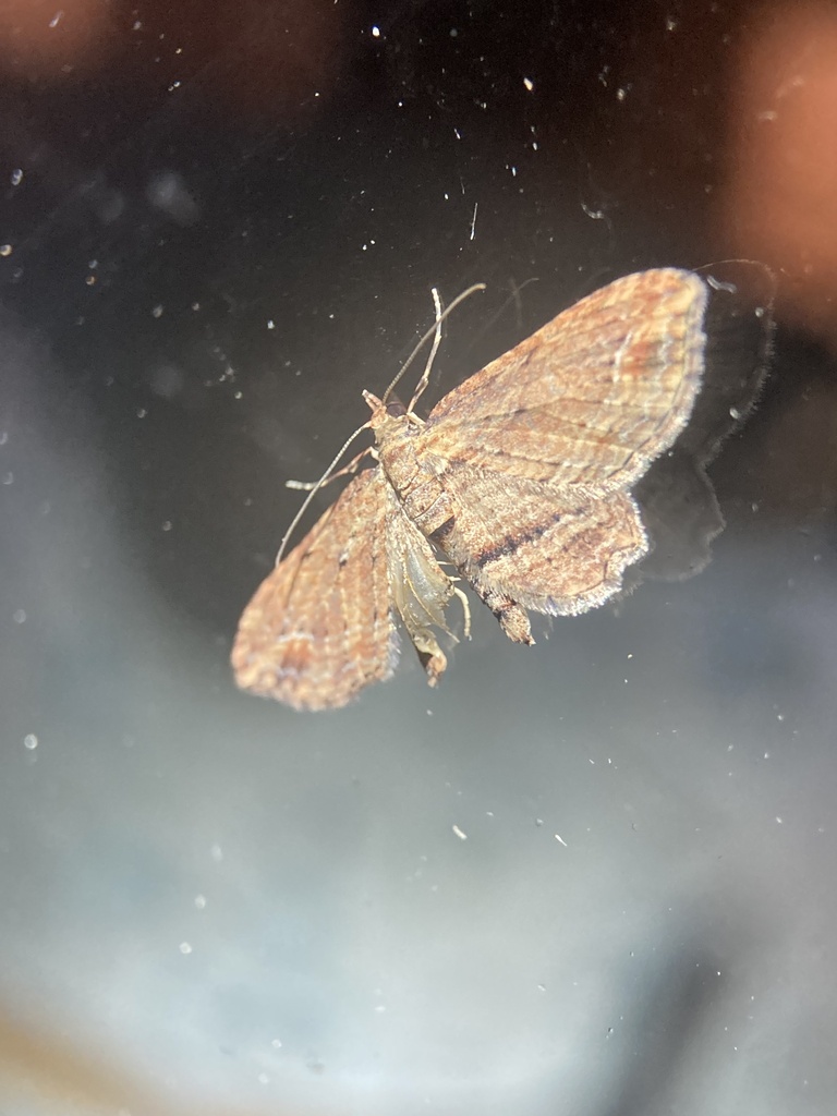 Australian Pug Moth from North Island / Te Ika-a-Māui, Wellington ...
