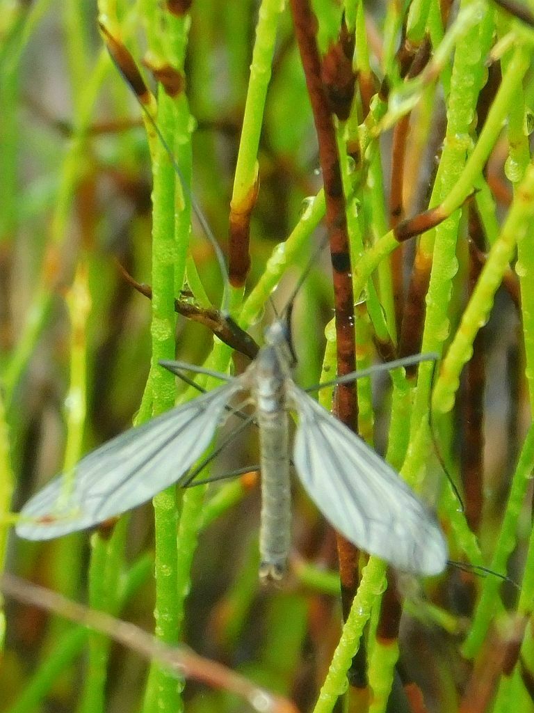 Tipulinae from Hardepeer Trail Greyton, 7233, South Africa on April 18 ...