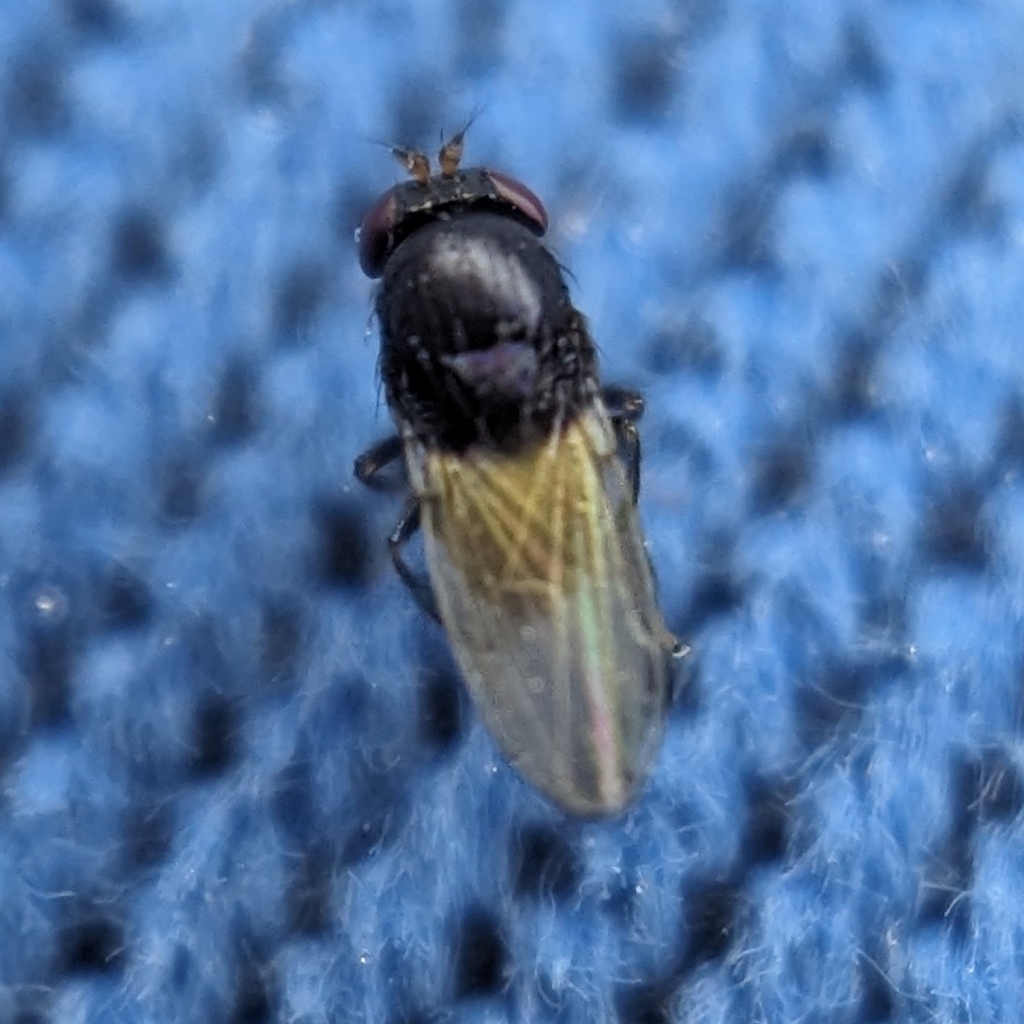 Acalyptrate Flies from Orleans Parish, LA, USA on April 19, 2024 at 03: ...