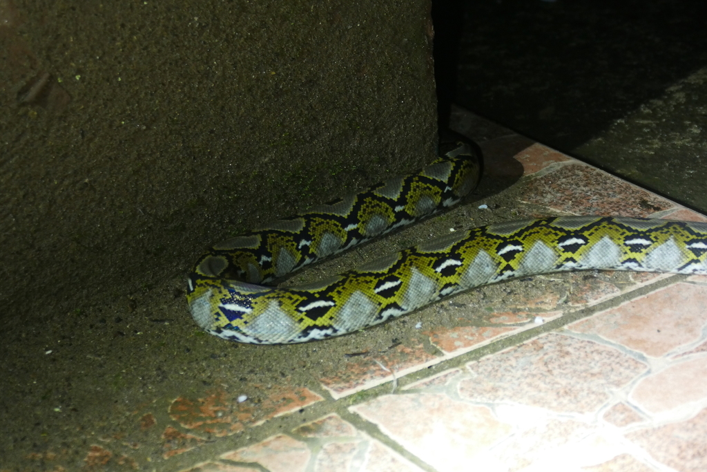 Reticulated Python from Tawau, Sabah, Malaysia on March 2, 2024 at 02: ...
