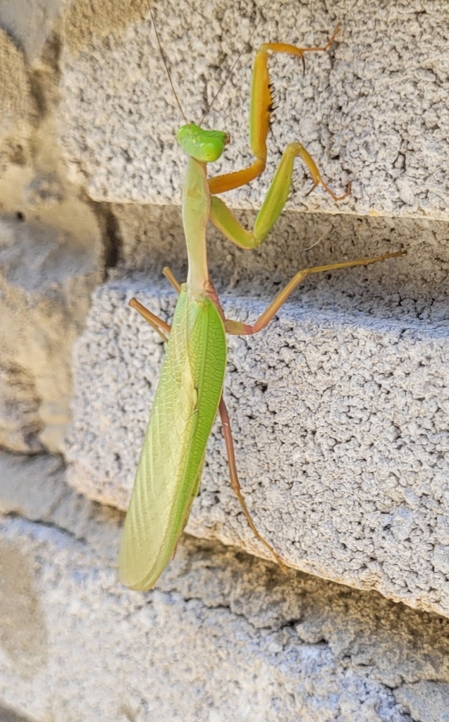 Golden-armed Mantis from Pantu, Sarawak, Malaysia on March 26, 2024 at 11:59 AM by Helle Hvitved ...