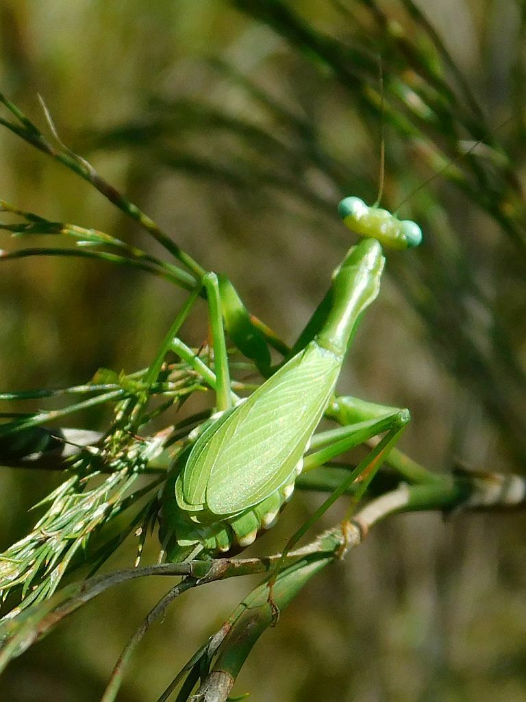 South African Mantis from Greyton Nature Reserve, 7233, South Africa on ...