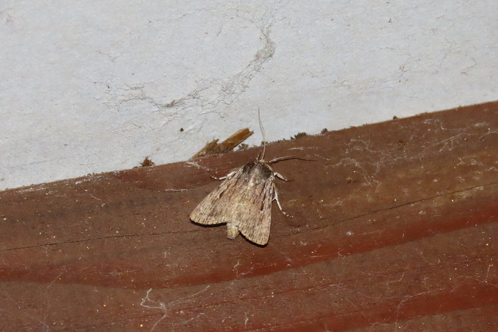 Lantana Stick Moth from Coomba Park NSW 2428, Australia on April 19 ...