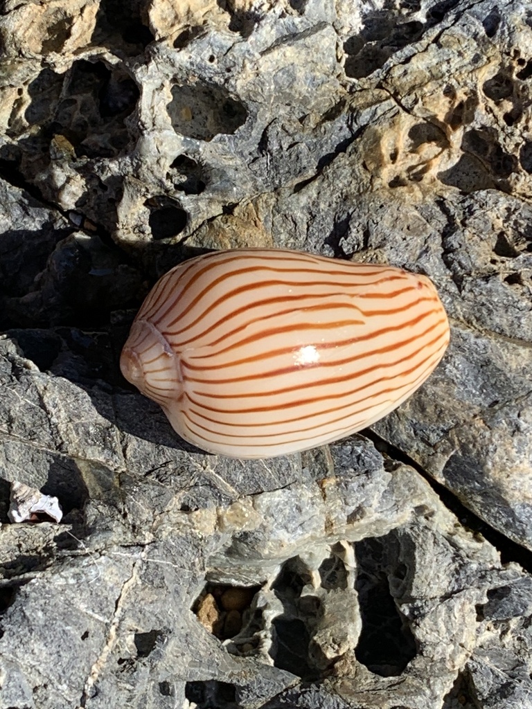 Zebra Volute from Minnie Water, NSW, AU on April 19, 2024 at 08:16 AM ...