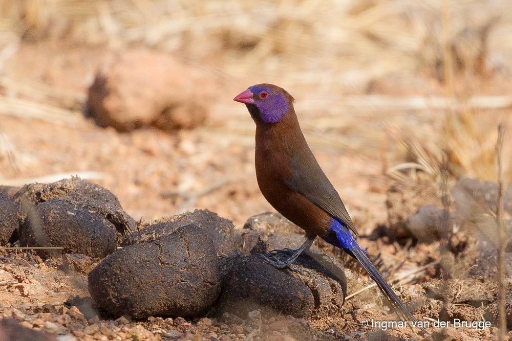 Common Grenadier from Pilanesberg National Park, South Africa on ...