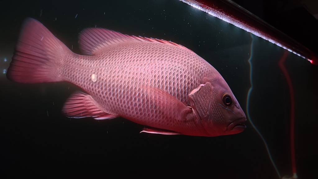 Mangrove Red Snapper from Kabupaten Aceh Utara, Aceh, Indonesia on ...