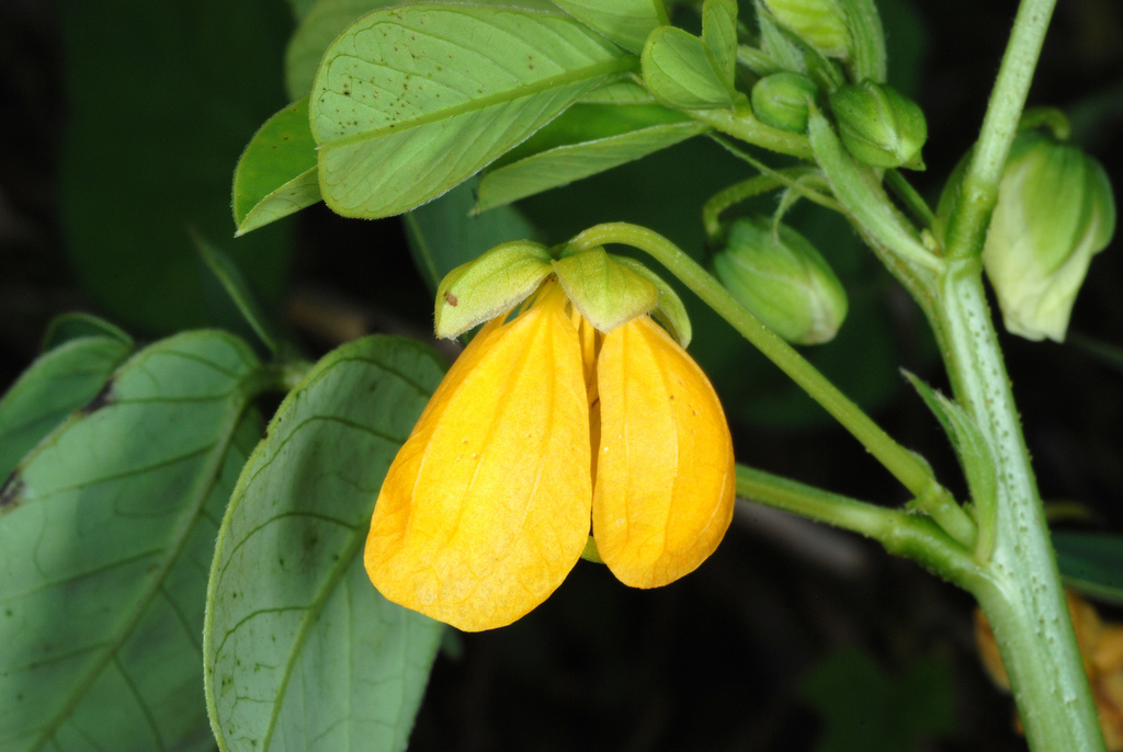 American Sicklepod (Lee County SC Vascular Plants) · iNaturalist