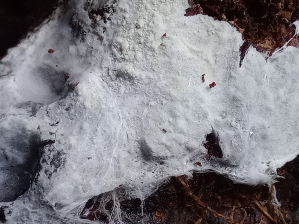 Trechispora microspora from Montemor-o-Velho, 3140, Portugal on April ...