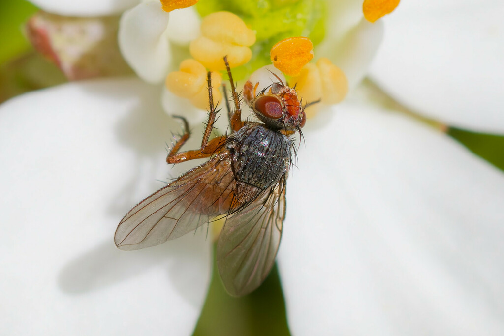 Ceromya from 29150 Cast, France on April 18, 2024 at 12:17 PM by ...