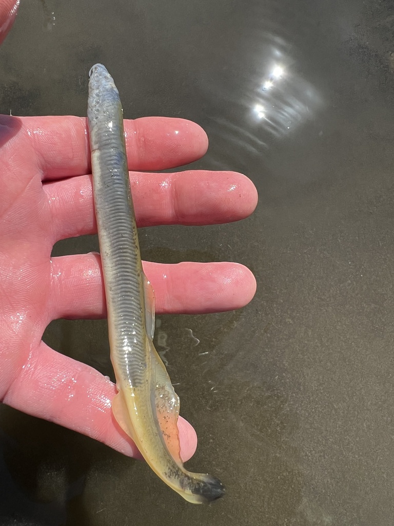 American Brook Lamprey from Broadway Ave S, Rochester, MN, US on April ...