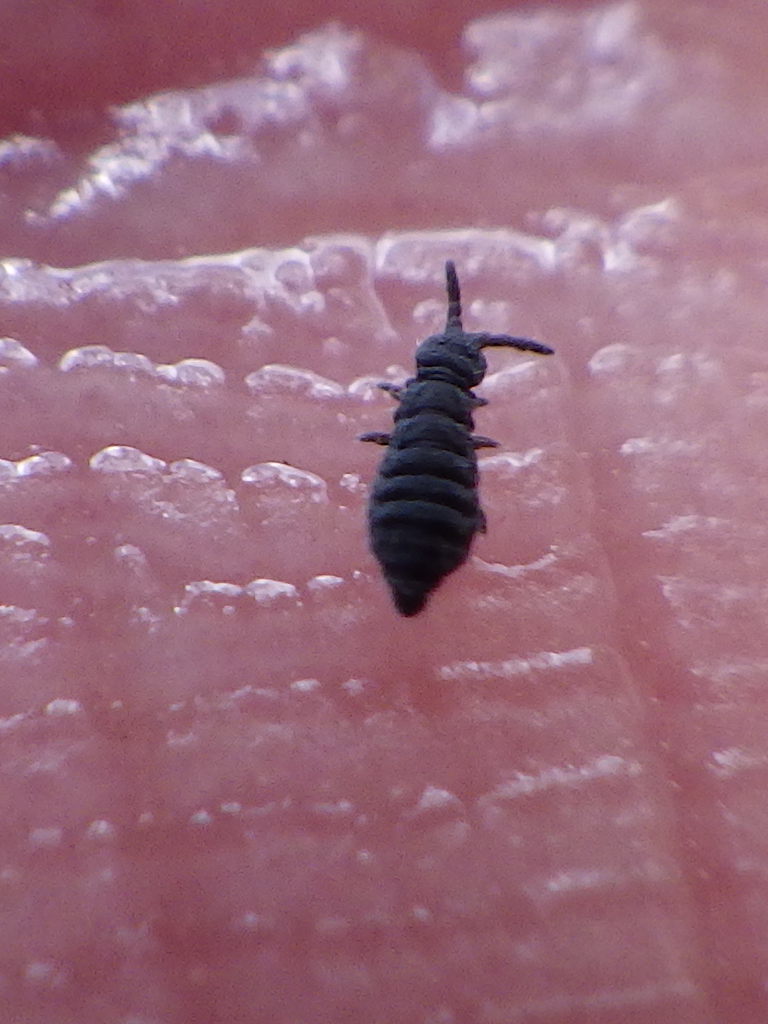 Water Springtail from Halifax Regional Municipality, NS, Canada on ...