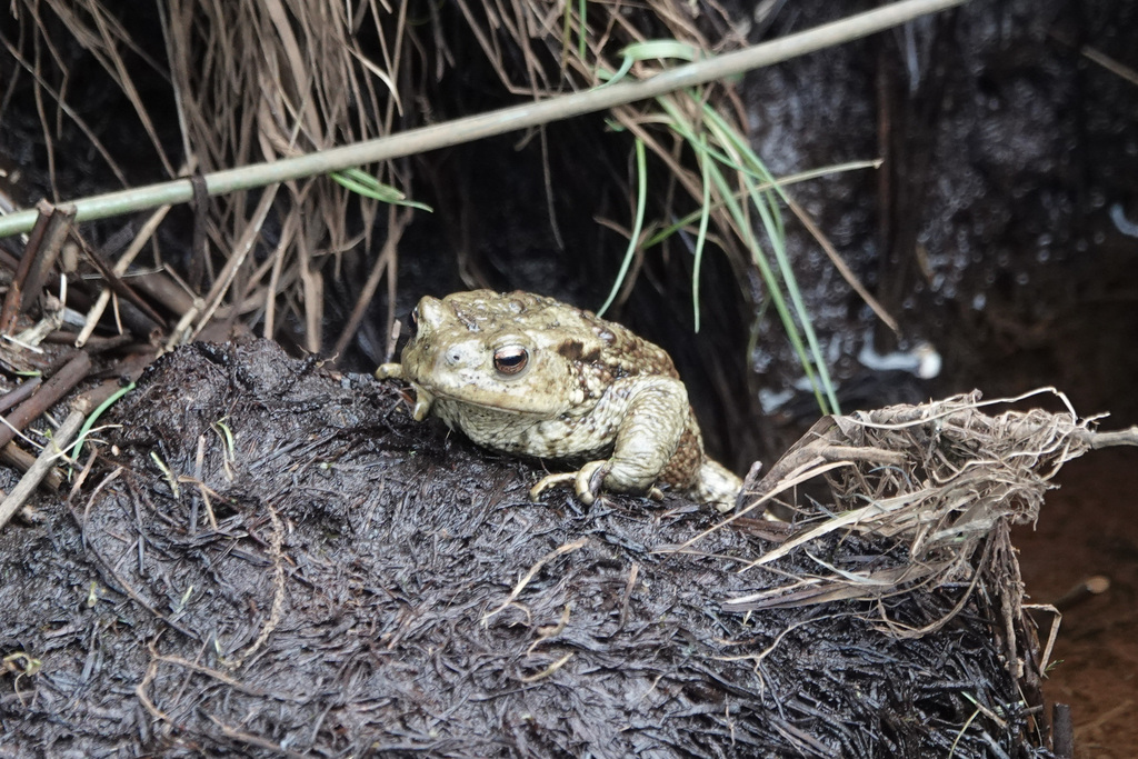 European Toad from Redmires Res, Sheffield on April 19, 2024 at 09:55 ...