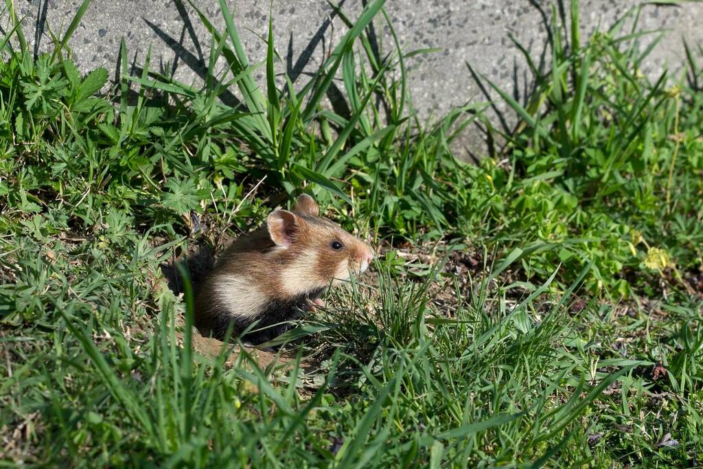 Eurasian Hamster in April 2024 by Petra Urbanek · iNaturalist