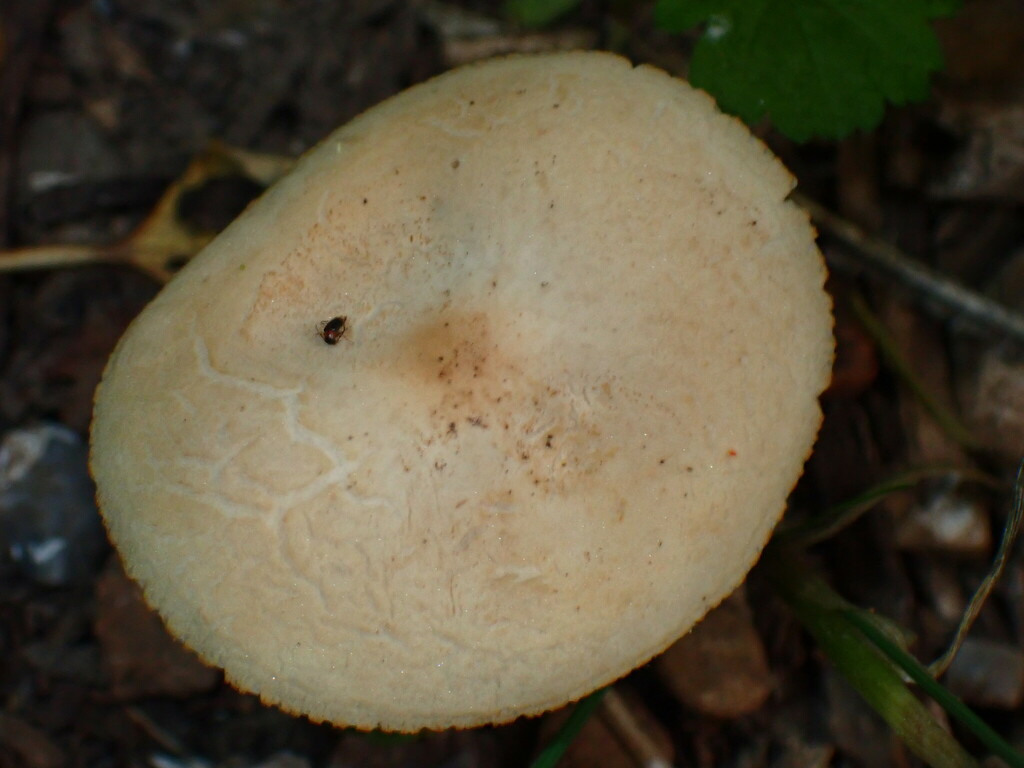 Agrocybe in April 2024 by Caleb Wardlaw · iNaturalist