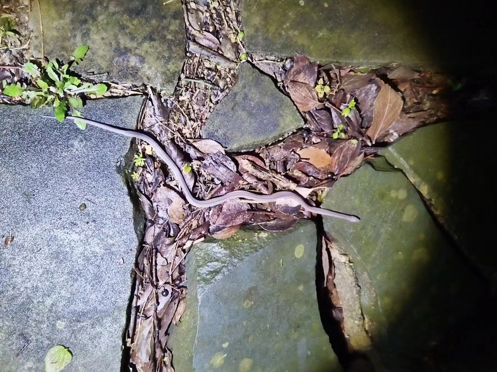 Huang's odd-scaled snake from 中国浙江省舟山市普陀区 on April 19, 2024 at 12:16 AM ...