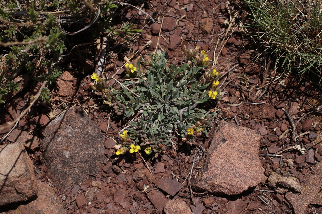 Mountain Bladderpod from Park County, CO, USA on May 27, 2023 at 12:36 ...