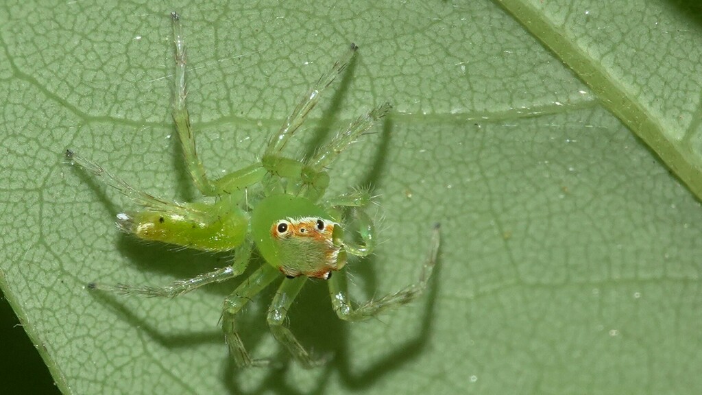 Epeus from SGNP on April 16, 2024 at 09:05 AM by Dinesh Sharma ...