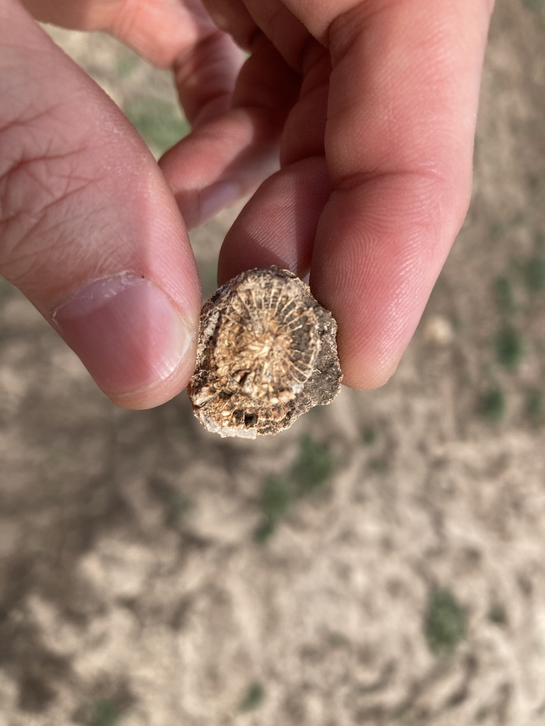 Fusulinida from Tallgrass Prairie, Strong City, KS, US on March 31 ...