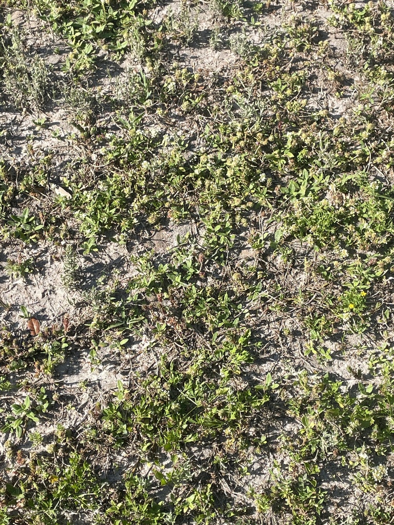 Phaon Crescent from Tampa, FL, US on April 19, 2024 at 09:59 AM by ...