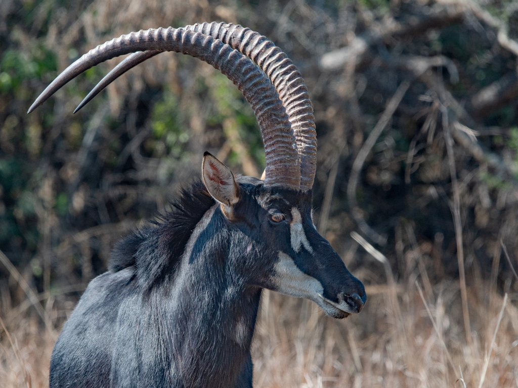 West Tanzanian Sable Antelope from Mufumbwe, Zambie on August 18, 2023 ...