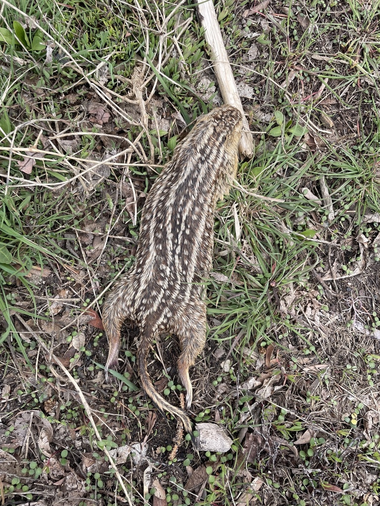 Thirteen-lined Ground Squirrel from Gortner Ave, Falcon Heights, MN, US ...
