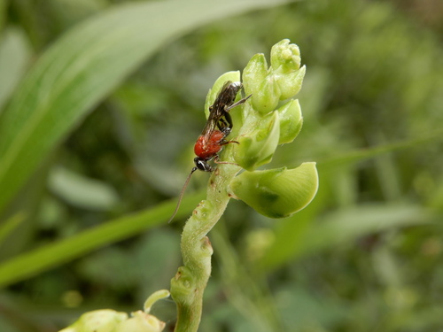 Neotypus taiwanus · iNaturalist