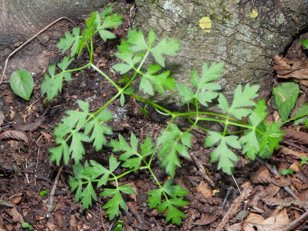 Mountain Parsley from 21100 Varese VA, Italia on April 19, 2024 at 12: ...