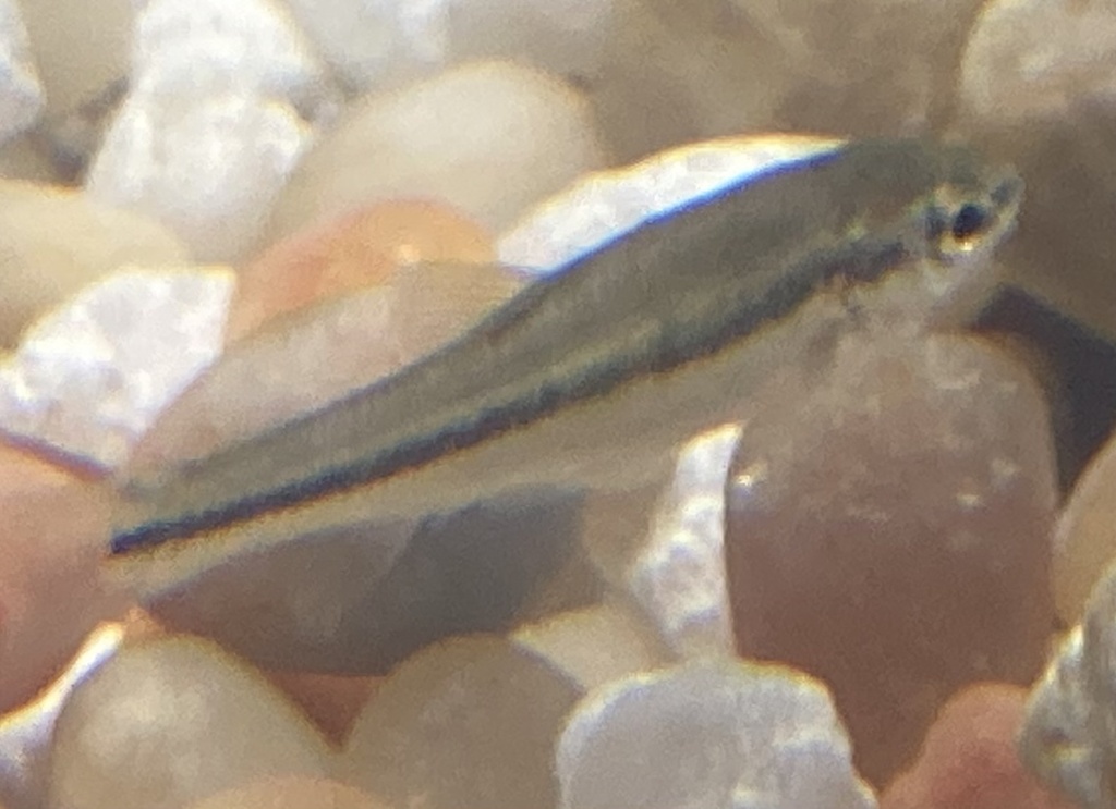 Desert Minnows from Lipan Apache Bend, Austin, TX, US on August 20 ...