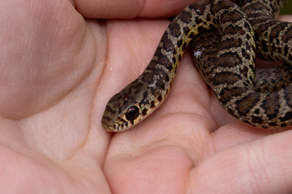 Western Yellow-bellied Racer in April 2024 by Oonagh · iNaturalist