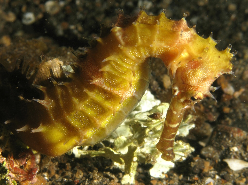 Spiny Seahorse (Seahorses of the World) · iNaturalist