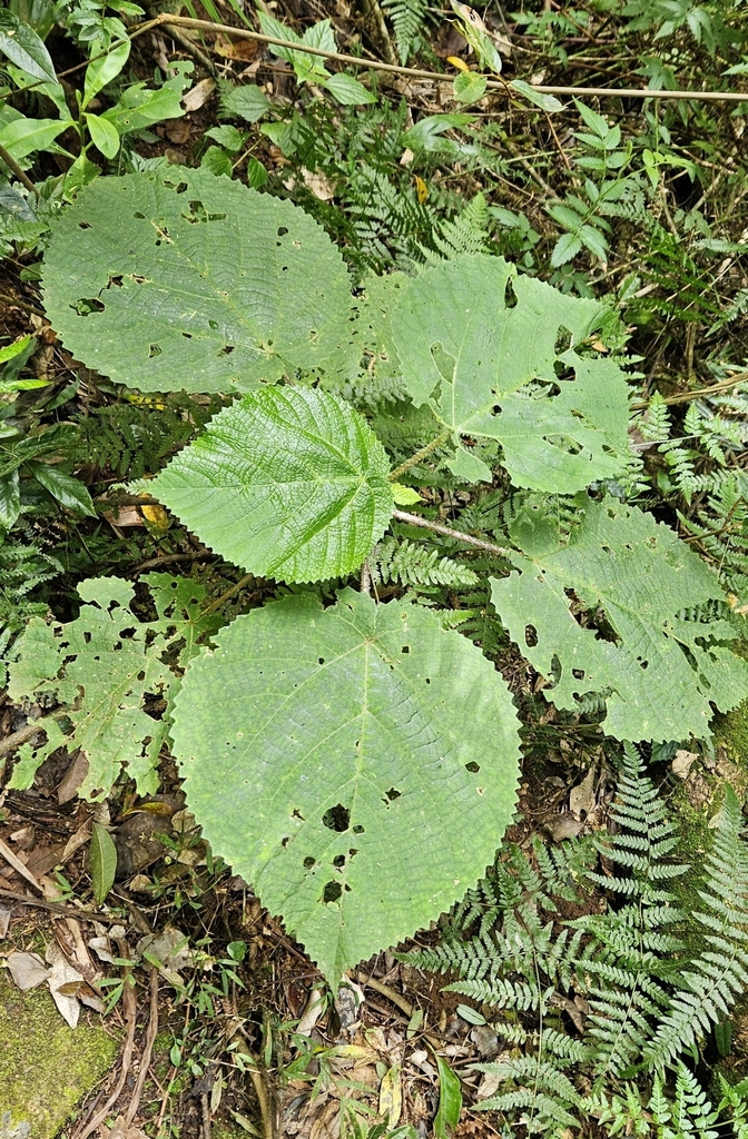 Giant Stinging Tree from O'Reilly QLD 4275, Australia on April 14, 2024 ...
