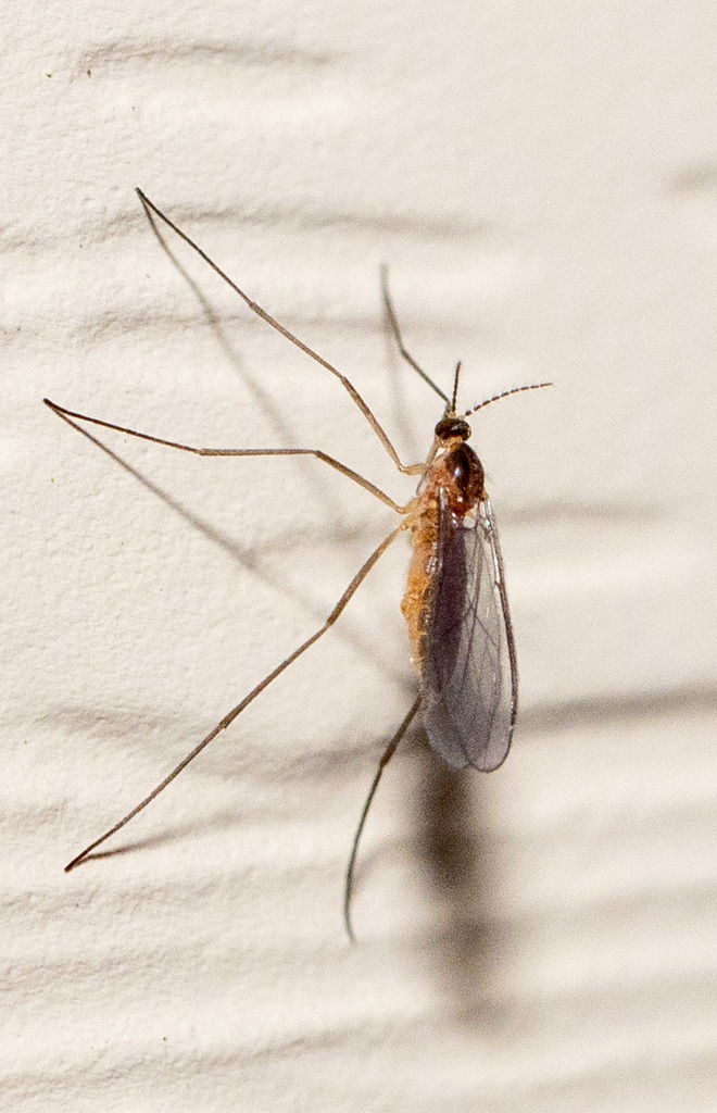 Gall and Forest Midges from Centerville, OH, USA on April 18, 2024 at ...