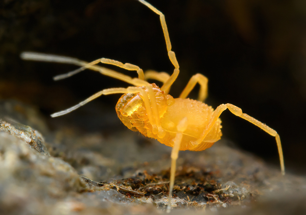 Banksula in April 2024 by Marshal Hedin. undescribed species from oak ...