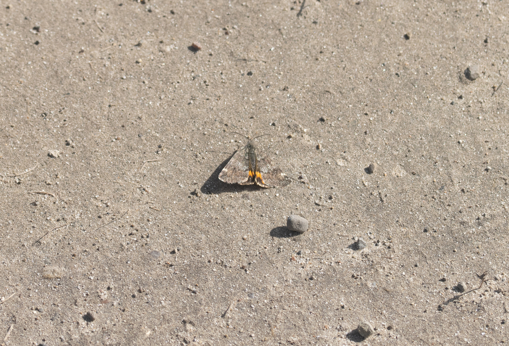 Light Orange Underwing from Перемишлянський район, Львівська область ...