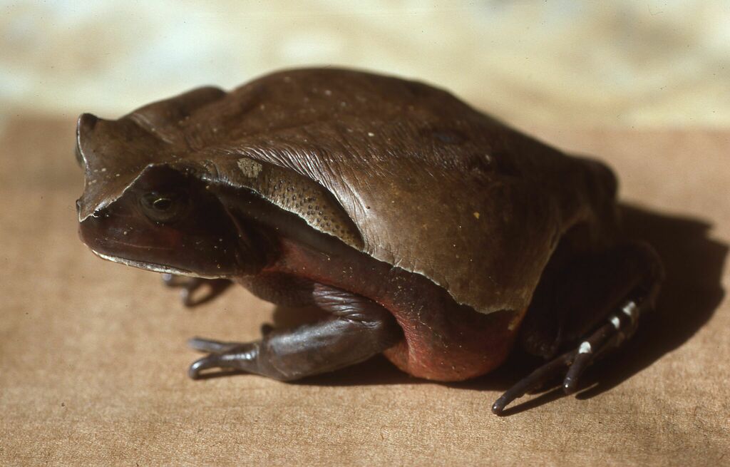African Giant Toad from Lope Department, Gabon on April 28, 1988 at 06: ...