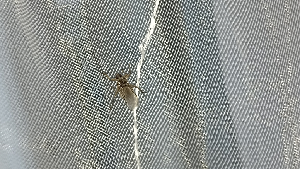 Pigeon Louse Fly from Москва, Россия, 127540 on April 19, 2024 at 07:09 ...