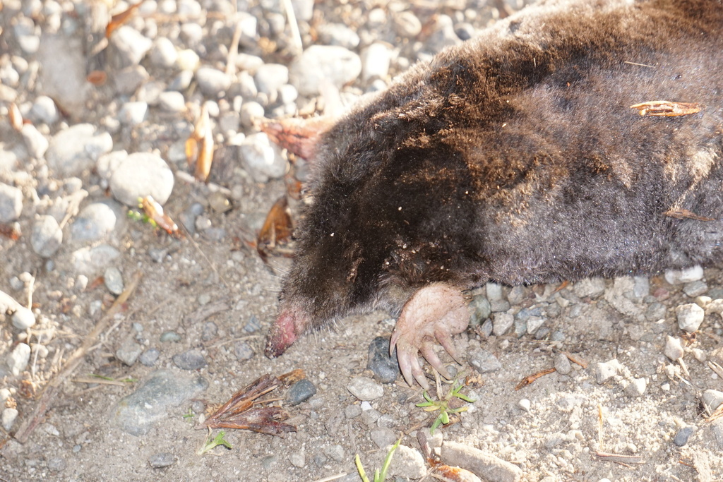 Townsend's Mole from Southeast Redmond, Redmond, WA 98052, USA on April ...