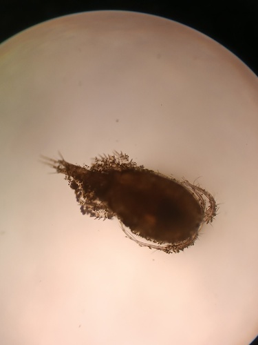 Macrocyclops distinctus · iNaturalist