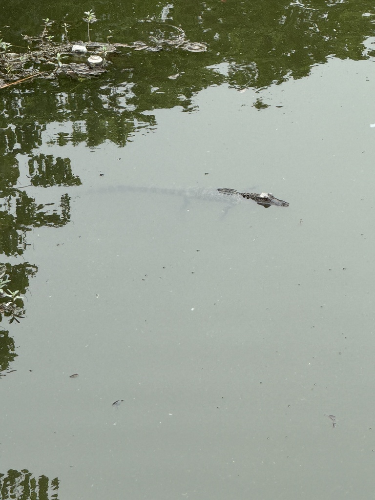 American Alligator from Baylor University, Waco, TX, US on April 19 ...