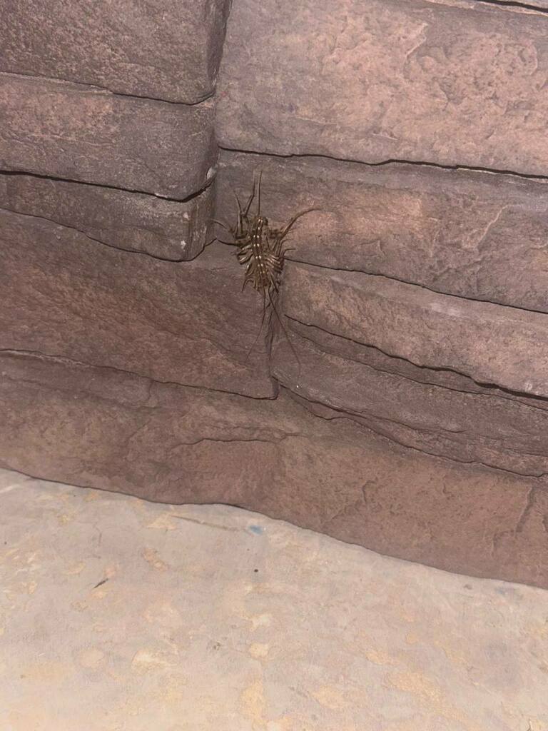 House Centipede from Mankato, MN, USA on April 18, 2024 at 04:00 PM by ...