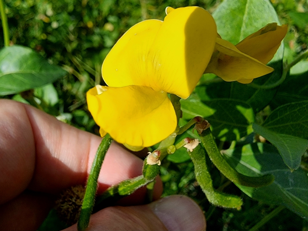 Wild Cowpea from North Side, KY on April 18, 2024 at 09:40 AM by Bob ...