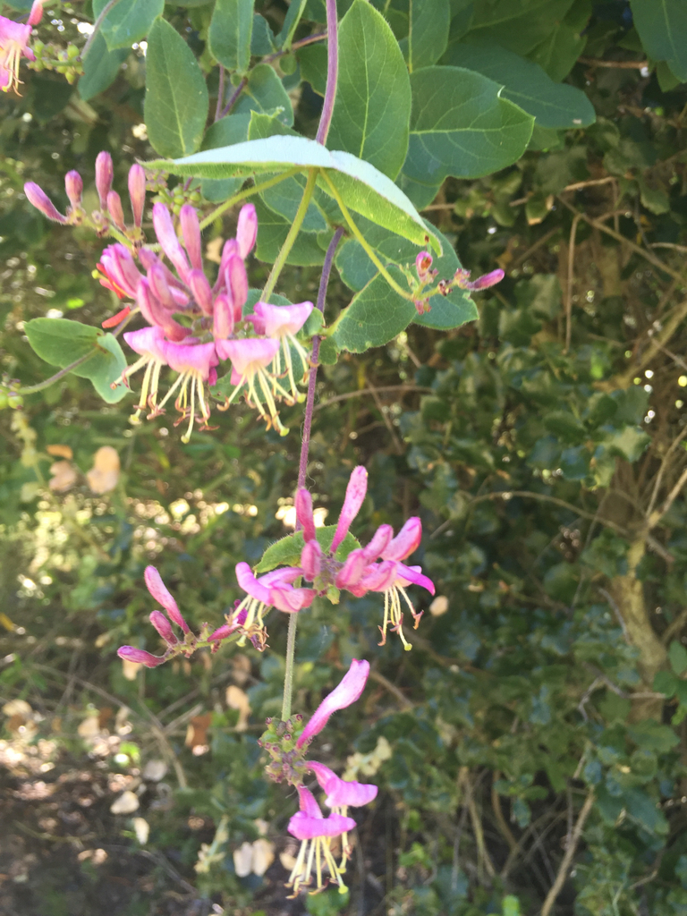 Pink Honeysuckle (Lonicera hispidula) - Botanical Realm