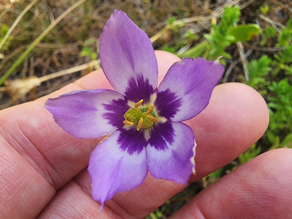 catchfly prairie gentian from Patricks Island, Cayman Islands on April ...
