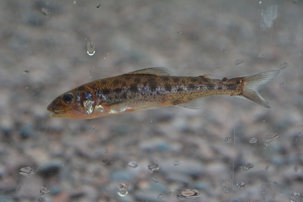 Trout-perch (Percopsis omiscomaycus) - Marine Life Identification