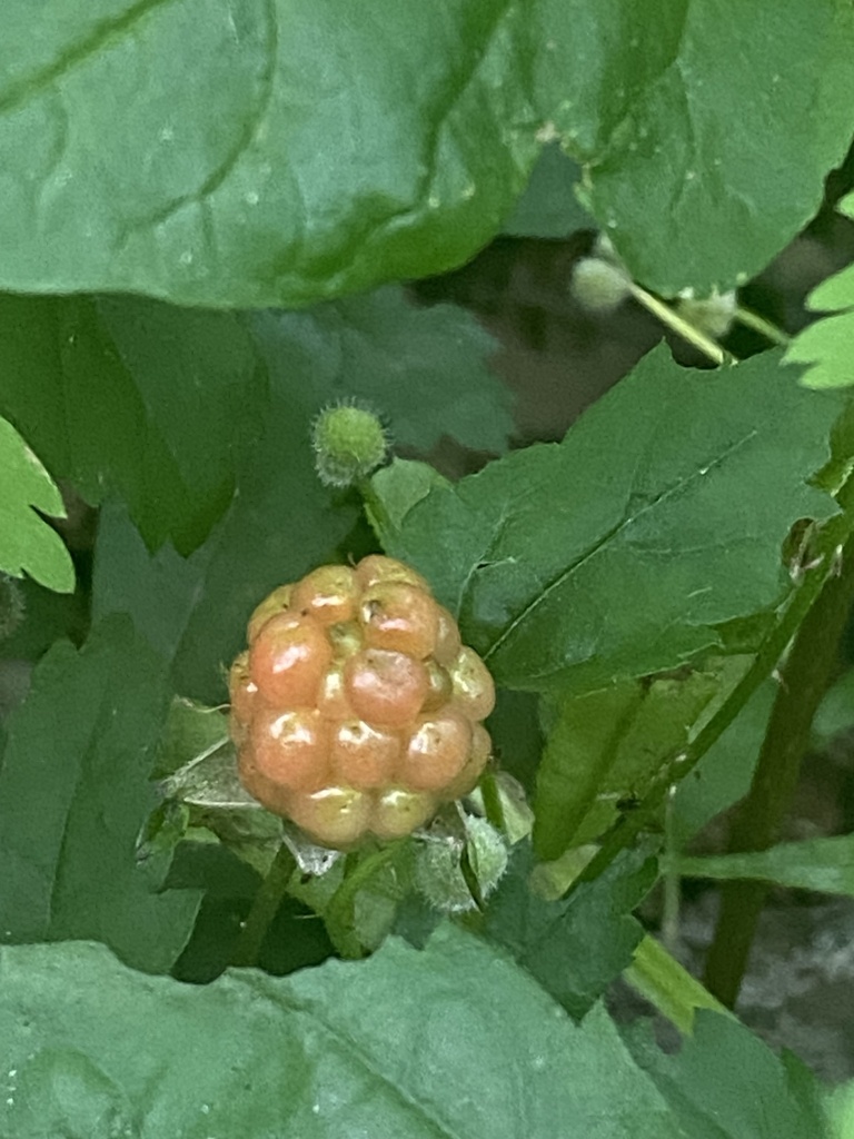 southern dewberry from River Legacy Park, Arlington, TX, US on April 19 ...