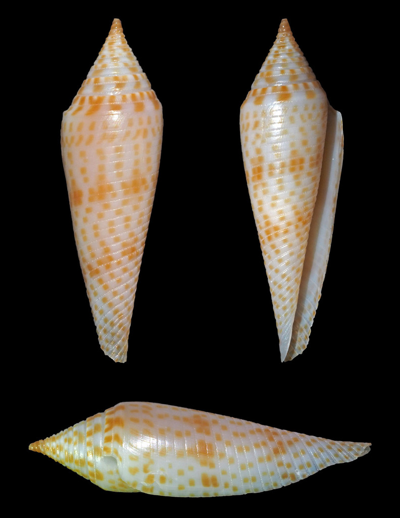 Spindle Cone from Guadalcanal, Solomon Islands on April 5, 1994 by ...