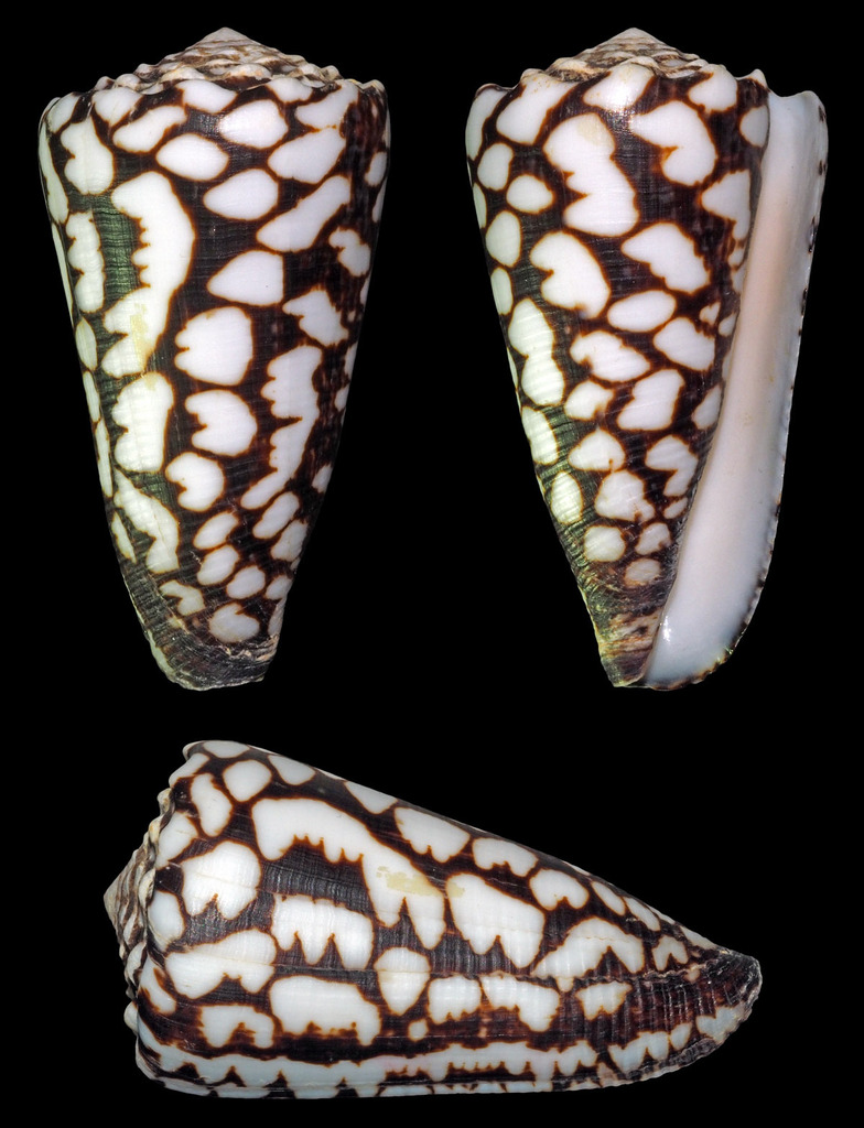 Marble Cone from Guadalcanal, Solomon Islands on August 25, 1987 by ...